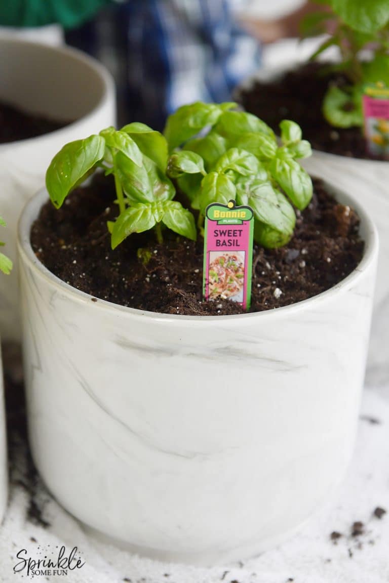 Aromatherapy Herb Garden ⋆ Sprinkle Some Fun